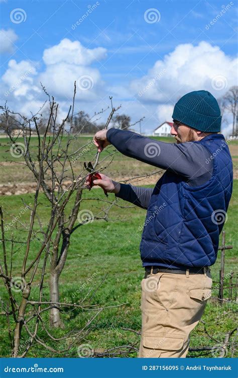 Spring Formative Pruning Of The Tree And Formation Of The Tree Crown