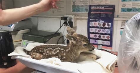 Deadly Deer Disease Spreading Through Bay Area Cbs San Francisco
