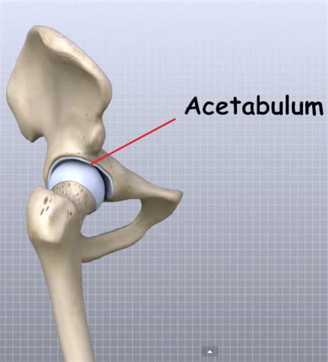 Acetabulum Anatomy B