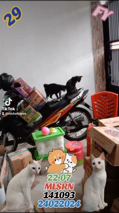 Michell Steve Youtube