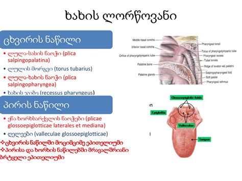 5 საჭმლის მომნელებელი სისტემა презентация онлайн