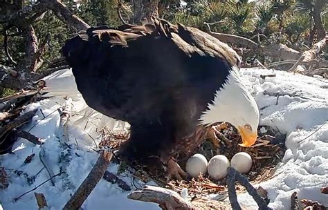 Pair Of Big Bear Bald Eagle Eggs Show Signs Of Hatching Orange County Register