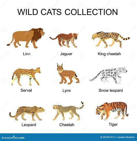 Wild Cats Collection Vector Illustration Isolated On White Background Lion Jaguar King
