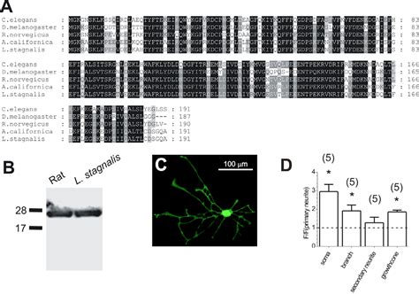 Figure 1 From Neuronal Calcium Sensor 1 Modulation Of Optimal Calcium
