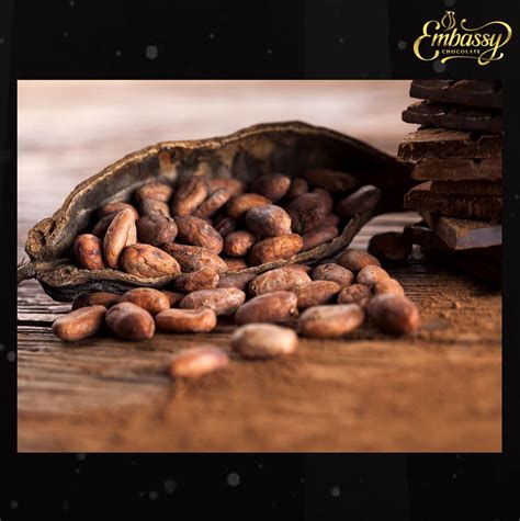 The Journey Of The Cocoa Bean S Embassy Chocolate