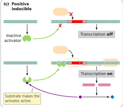 Prok Ve Gene Regulation Lac Operon Inducible Operon Flashcards Quizlet