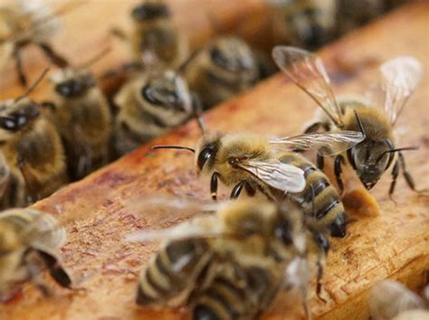A New Study Finds For The First Time That Neonicotinoid Insecticides