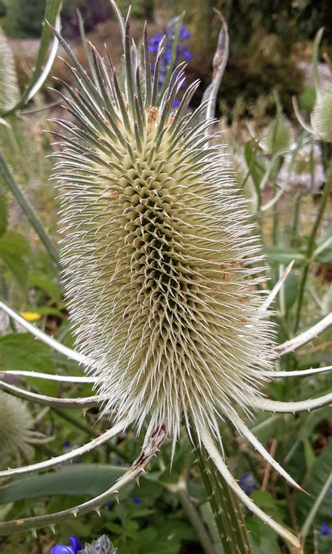 Dipsacus Sativus 20 Seeds Trigg Plants