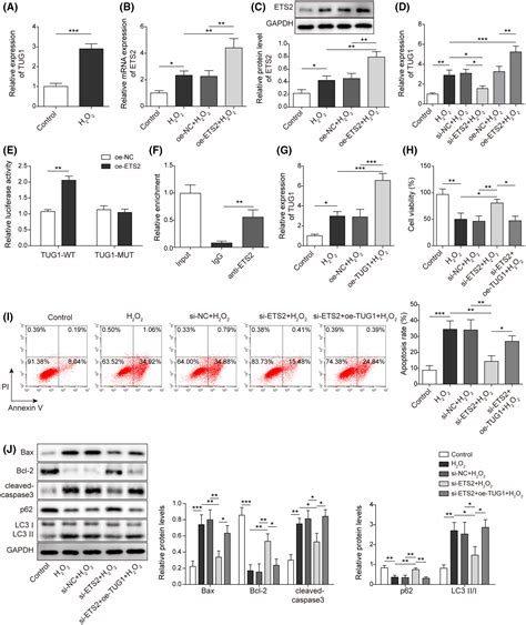 Ets2 Promotes Cardiomyocyte Apoptosis And Autophagy In Heart Failure By