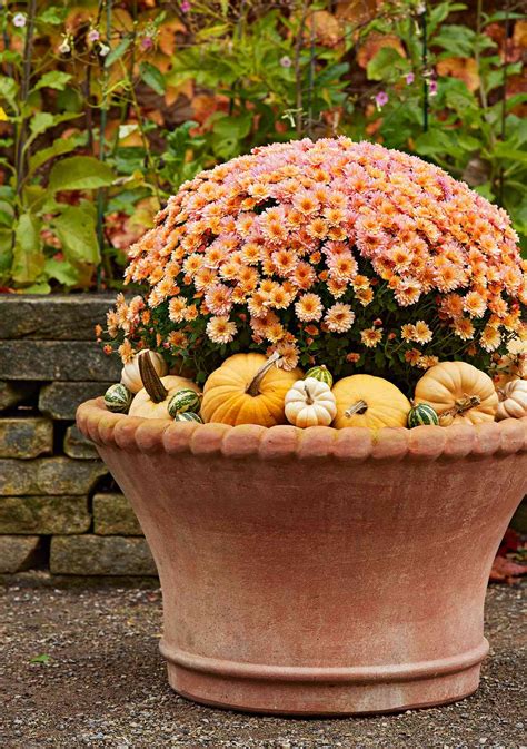 How To Grow Care For Fall Mums Guide To Types Of Mums Better