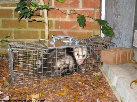 Possum Traps How To Trap A Possum Opossum Trapping