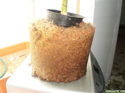 Root Bound In Hydro 420 Magazine