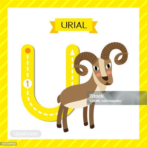 Huruf U Huruf Besar Tracing Bahasa Urial Ilustrasi Stok Unduh Gambar