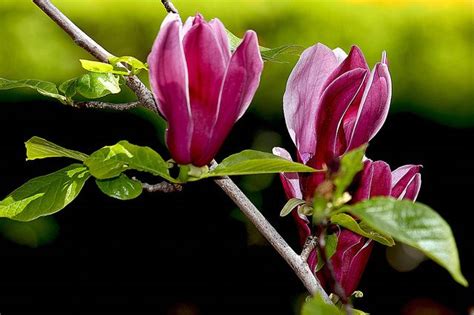 木蓮（モクレン）の花言葉（英語誕生花ハクモクレン） E恋愛名言集 Ornamental Plants Flower