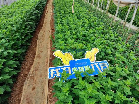 菊花上用水溶肥效果怎么样