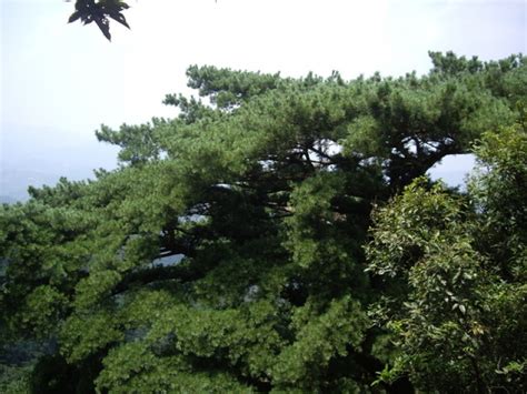 台中頭嵙山 聖普宮路線 健行筆記