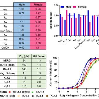 Sex Specific Ionic Modifications Implemented In The Human Ventricular Download Scientific
