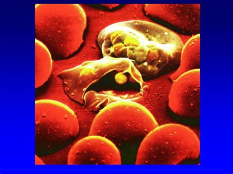 Ppt Phylum Apicomplexa Powerpoint Presentation Id 1193653
