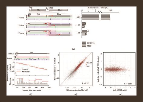 Discrepancy Between Experimental Fs Rates And Ribosomal Occupancy A