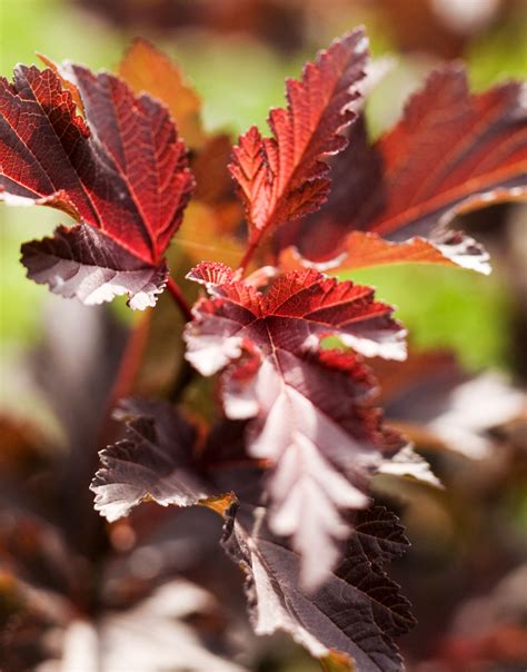 12 Plants With Colorful Leaves For Brightening Up Your Garden