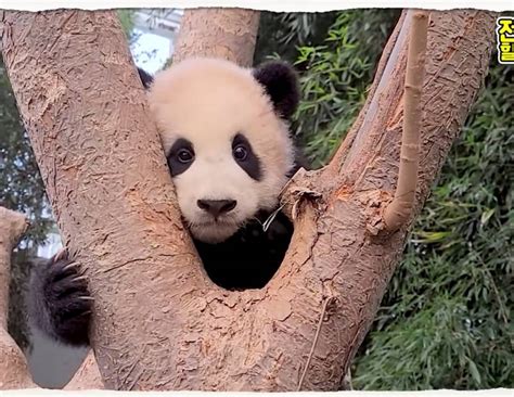 아웅 푸바오 애기때 사진 보는데 너무 귀여워 진심 인스티즈instiz 일상 카테고리