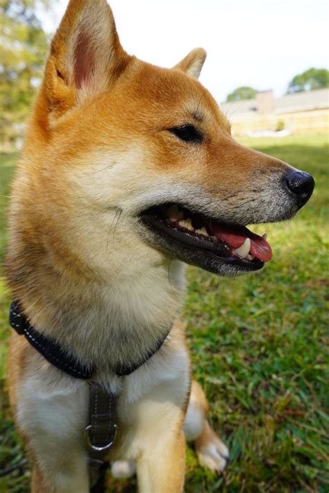 Cutest Shiba Inu Puppy