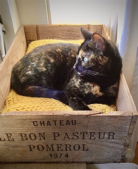 Nonnie Tortoise Shell Cats And Kittens Point Favorite Cats