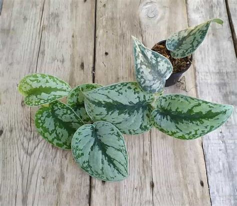 گل پتوس ببری؛ برگ پهن آپارتمان ضخیم رگه سفید Green آراد برندینگ