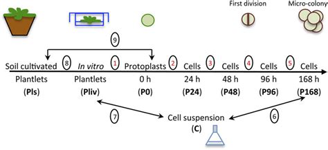 transcript profiling experimental design the transcript profiles of