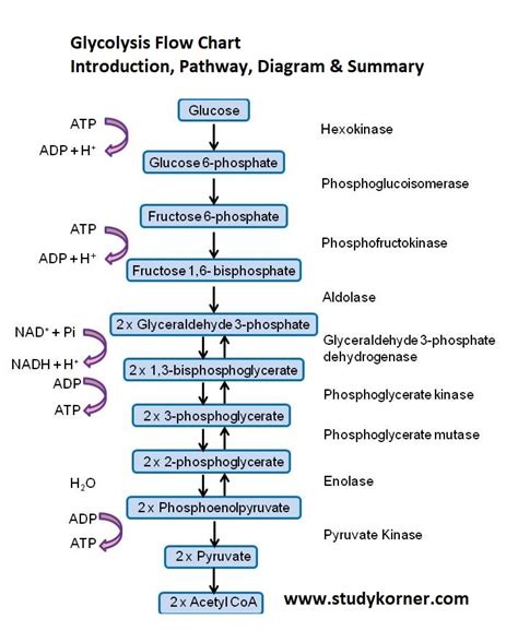 Simplified Glycolysis Diagram Glycolysis Cycle