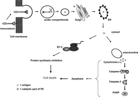 Immunotoxins A Promising Treatment Modality For Metastatic Melanoma