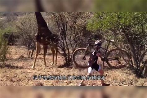 男子野外探险，不料被一只长颈鹿拦住去路，结果会怎样探险长颈鹿去路