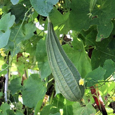 Люффа | Food and Health | Organic seeds, Herb seeds, Rare seeds