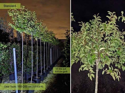 Japanese Ligustrum Tree Buy Ligustrum Japonicum Japanese Privet