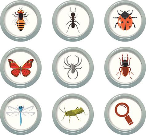 Magnifying Glass Ant Illustrations Illustrations Royalty Free Vector