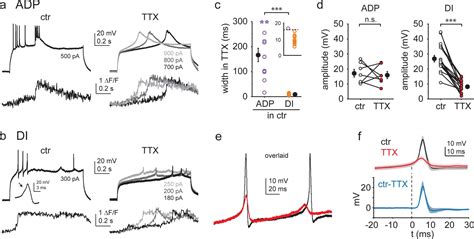 Distinct Dendritic Ca2 Spike Forms Produce Opposing Input Output
