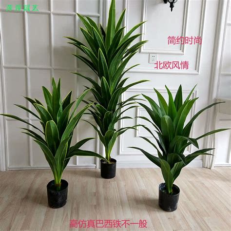 太空铁盆栽的寓意 铁绿植的寓意 铁植物图片 大山谷图库