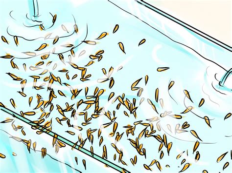 How To Breed Goldfish Via WikiHow Goldfish Breeding Underwater