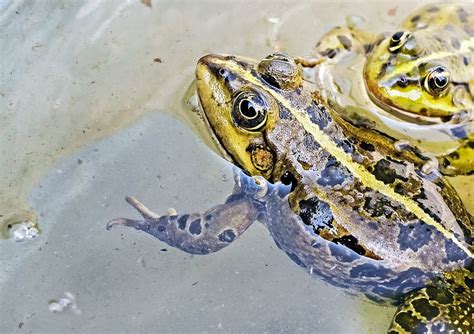Día Mundial De La Conservación De Los Anfibios 2022