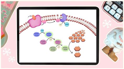 Transduction Pathway Second Messengerscamp Cell Signaling Youtube