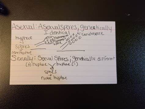 Micro Unit Lab Portion Flashcards Quizlet