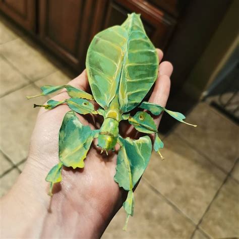 Cicada Diy Digital Papercraft Cricut Cutting Machine Pattern Etsy Uk
