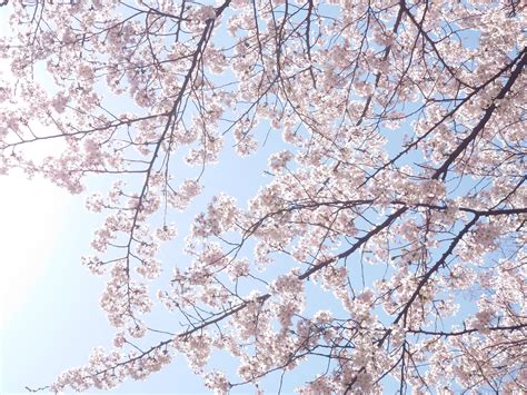 『合同会社 杜の日』設立のお知らせ 森林セラピスト 仙台 杜の日 杜の都仙台で、森林浴。