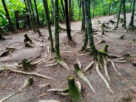 10 Reasons Why Bamboo Is The Worlds Most Amazing Plant