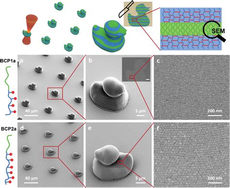 Sem Characterization Of 3d Printed Microstructures From Ac Bcp1a Or