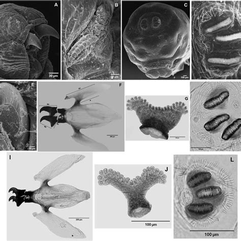 Scanning Electron Microscopy A To E And Optical Microscopy Views Of