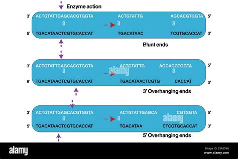 Dna Cleavage Process Stock Vector Images Alamy
