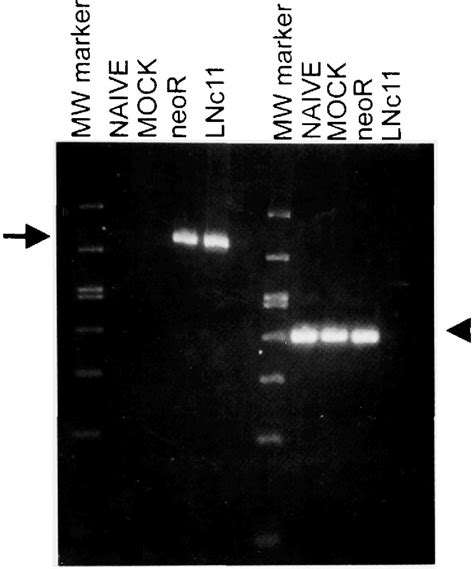 Figure 1 From Evaluation Of The Effect Of Retroviral Gene Transduction