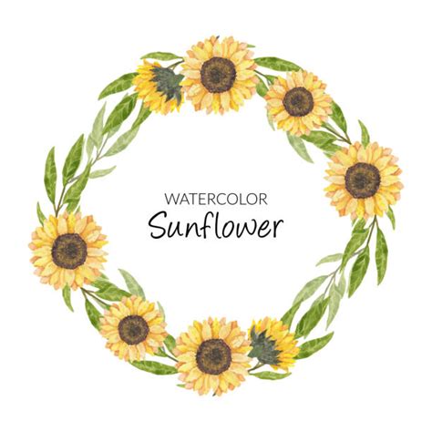 51400 Girasole Immagini Illustrazioni Stock Grafiche Vettoriali