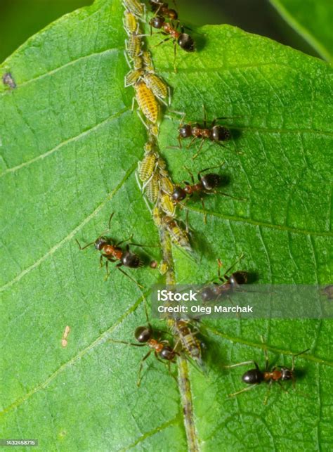 Ants Collecting Honeydew From Greenflies Aphids On A Plant Stem Stock